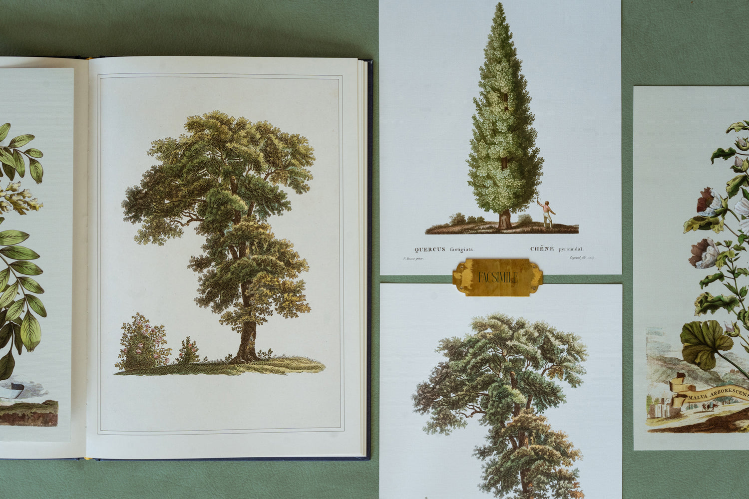 Garden Curiosities – Lore and Lea