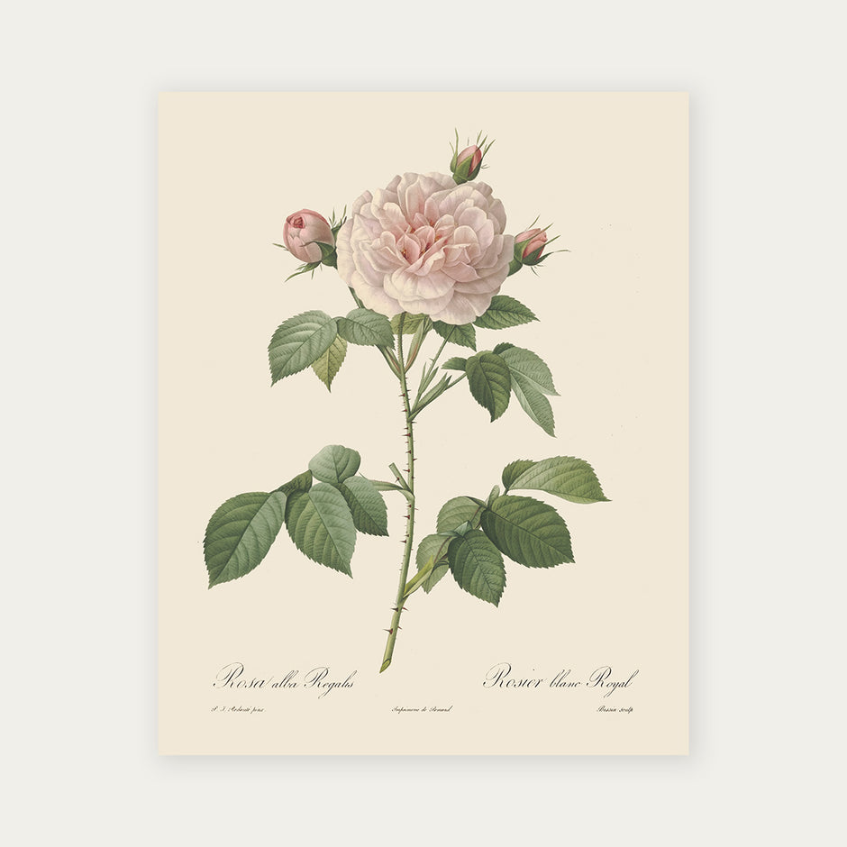 Garden Curiosities – Lore and Lea