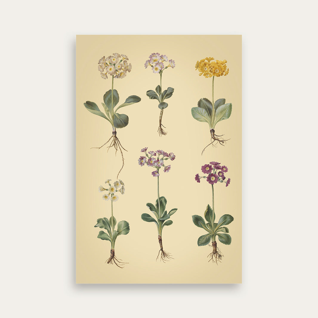 Botanical Porcelain Plate - Rosa Gallica Regalis – Lore and Lea